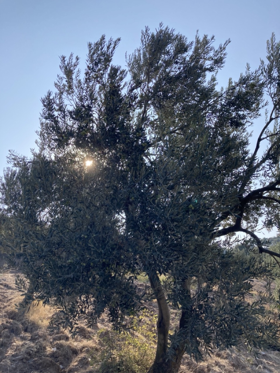 We can deliver oils bulk flexi-tanks or alternatively in cans with ...